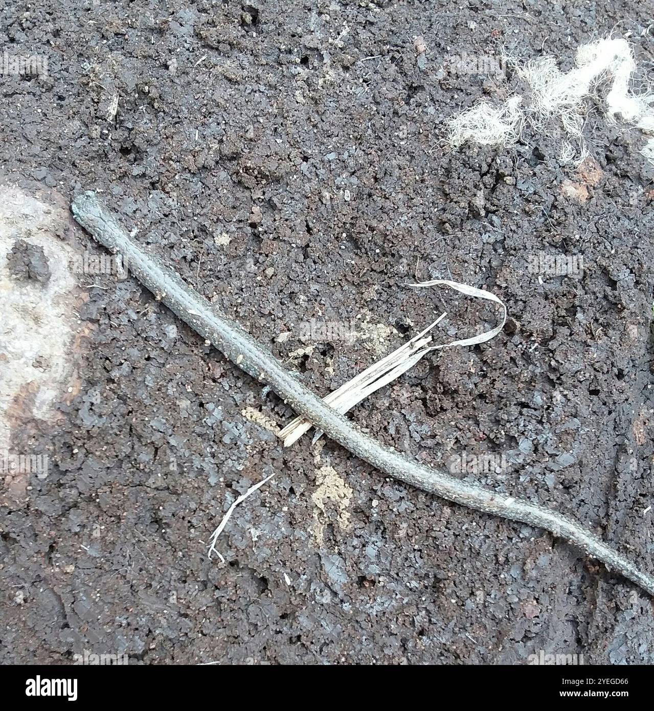 Southern California Slender Salamander (Batrachoseps major Stock Photo ...