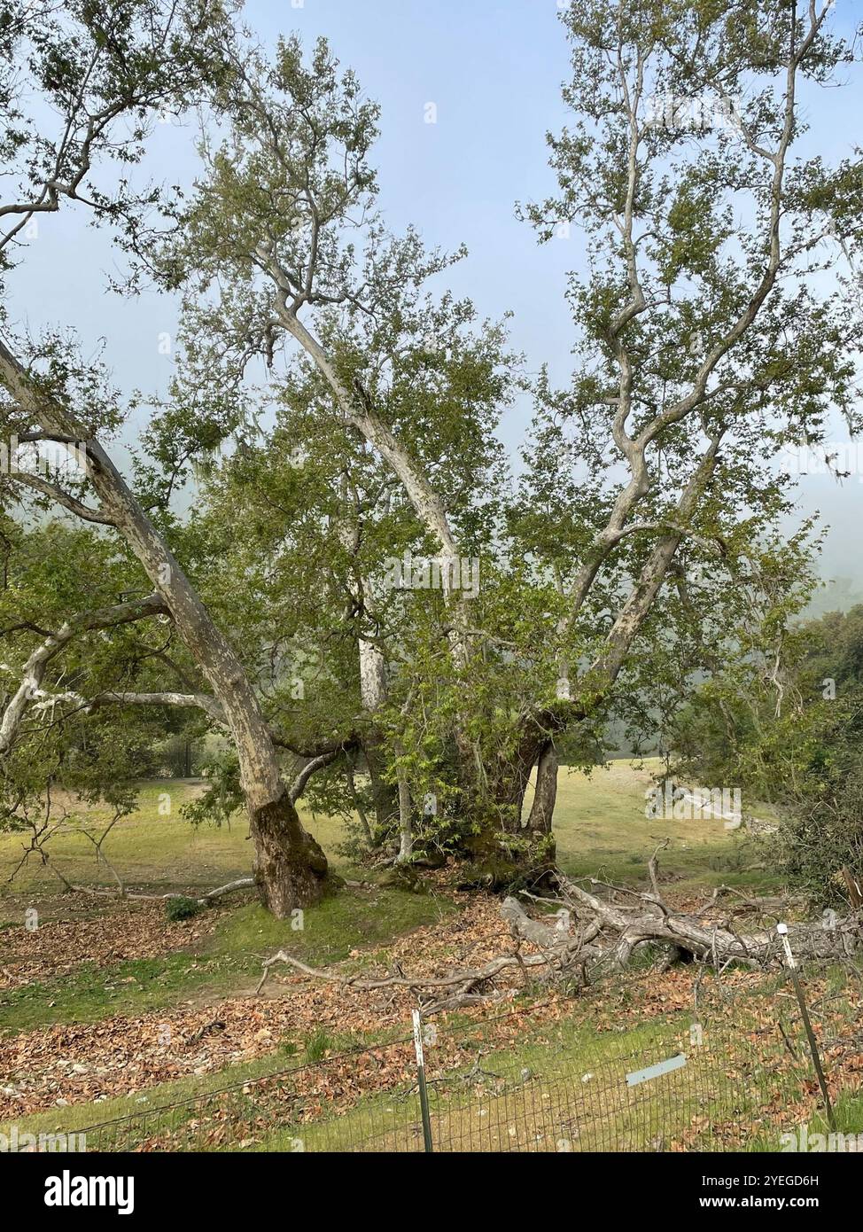 western sycamore (Platanus racemosa Stock Photo - Alamy
