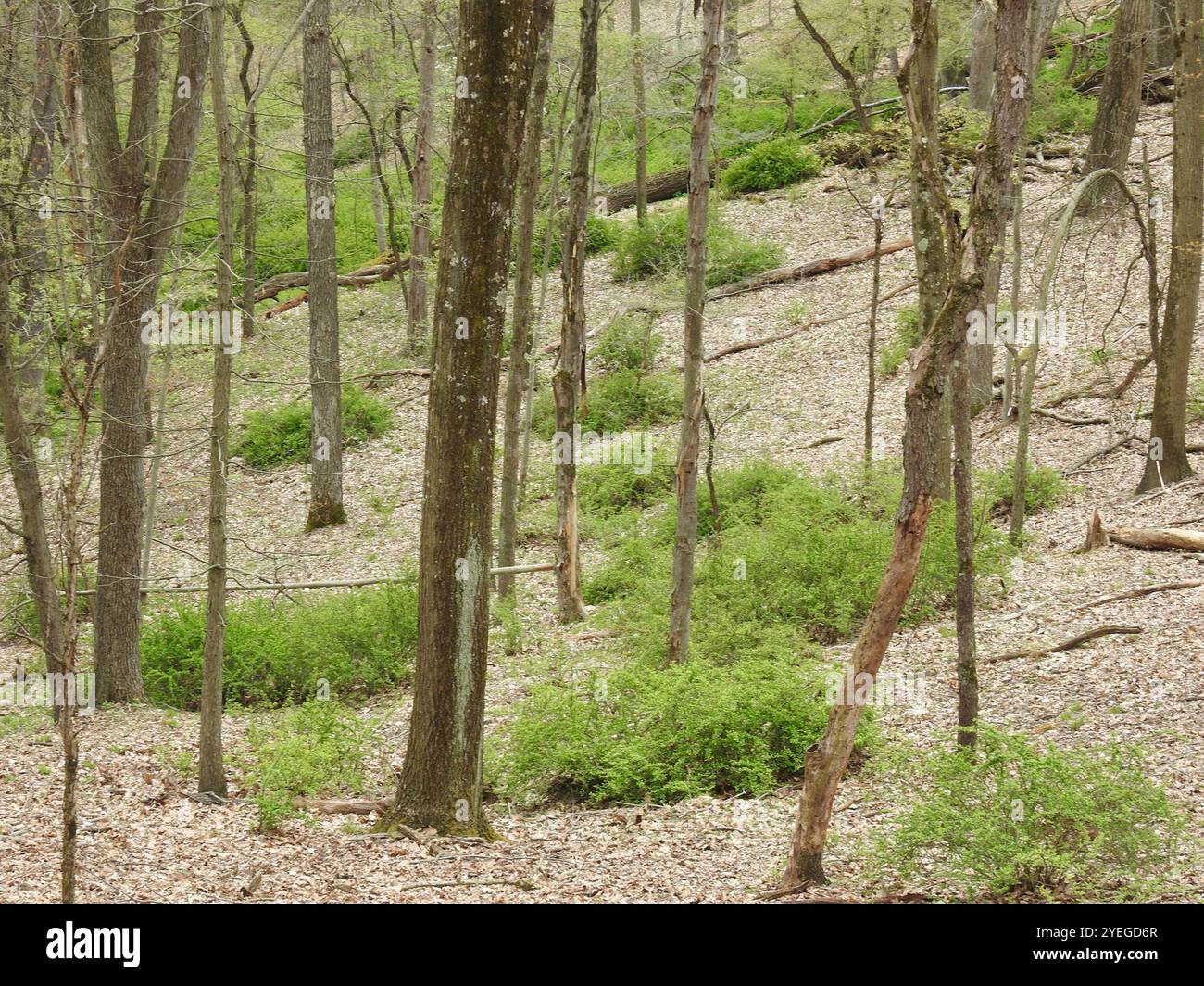 Japanese barberry (Berberis thunbergii Stock Photo - Alamy