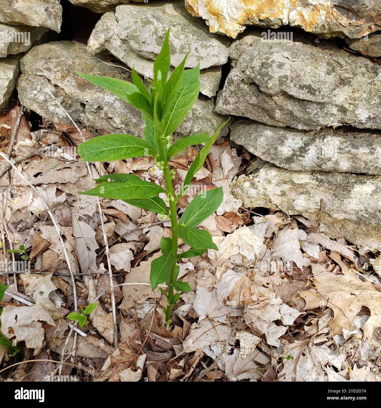 eastern bluestar (Amsonia tabernaemontana Stock Photo - Alamy