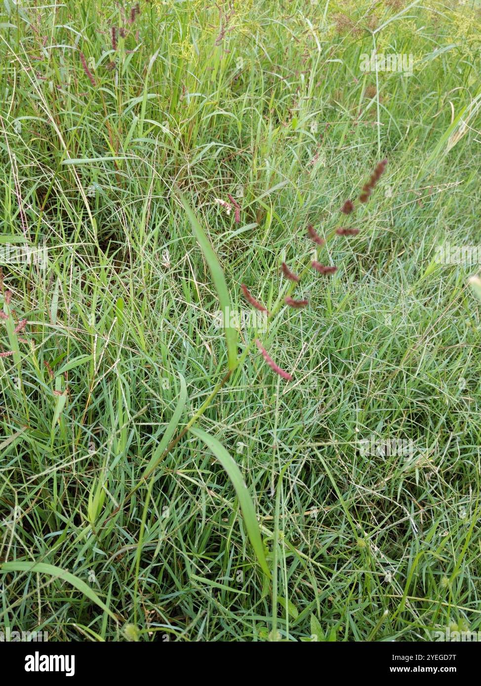 Jungle Rice (Echinochloa colonum Stock Photo - Alamy