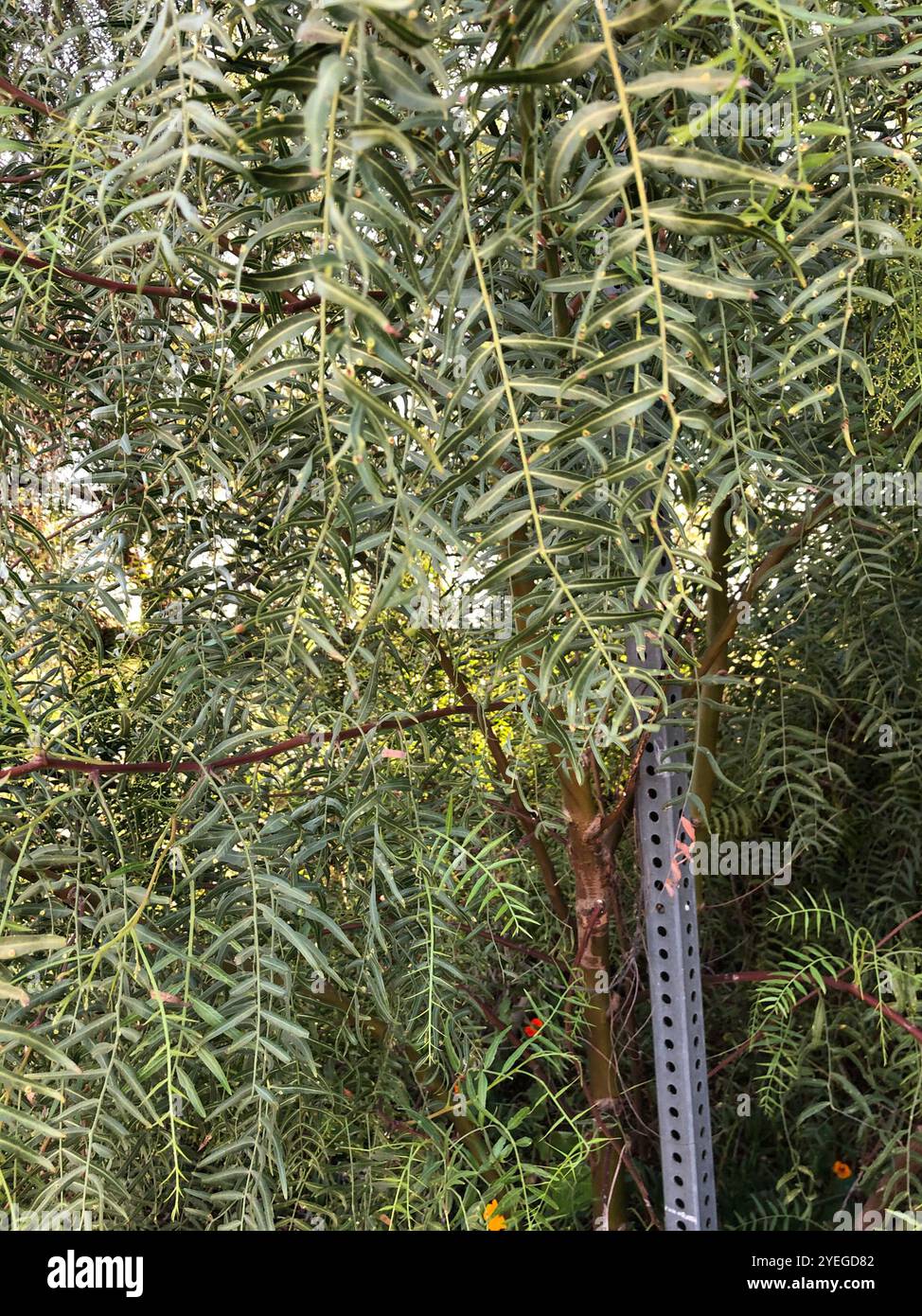 Peruvian Pepper Tree (Schinus molle Stock Photo - Alamy