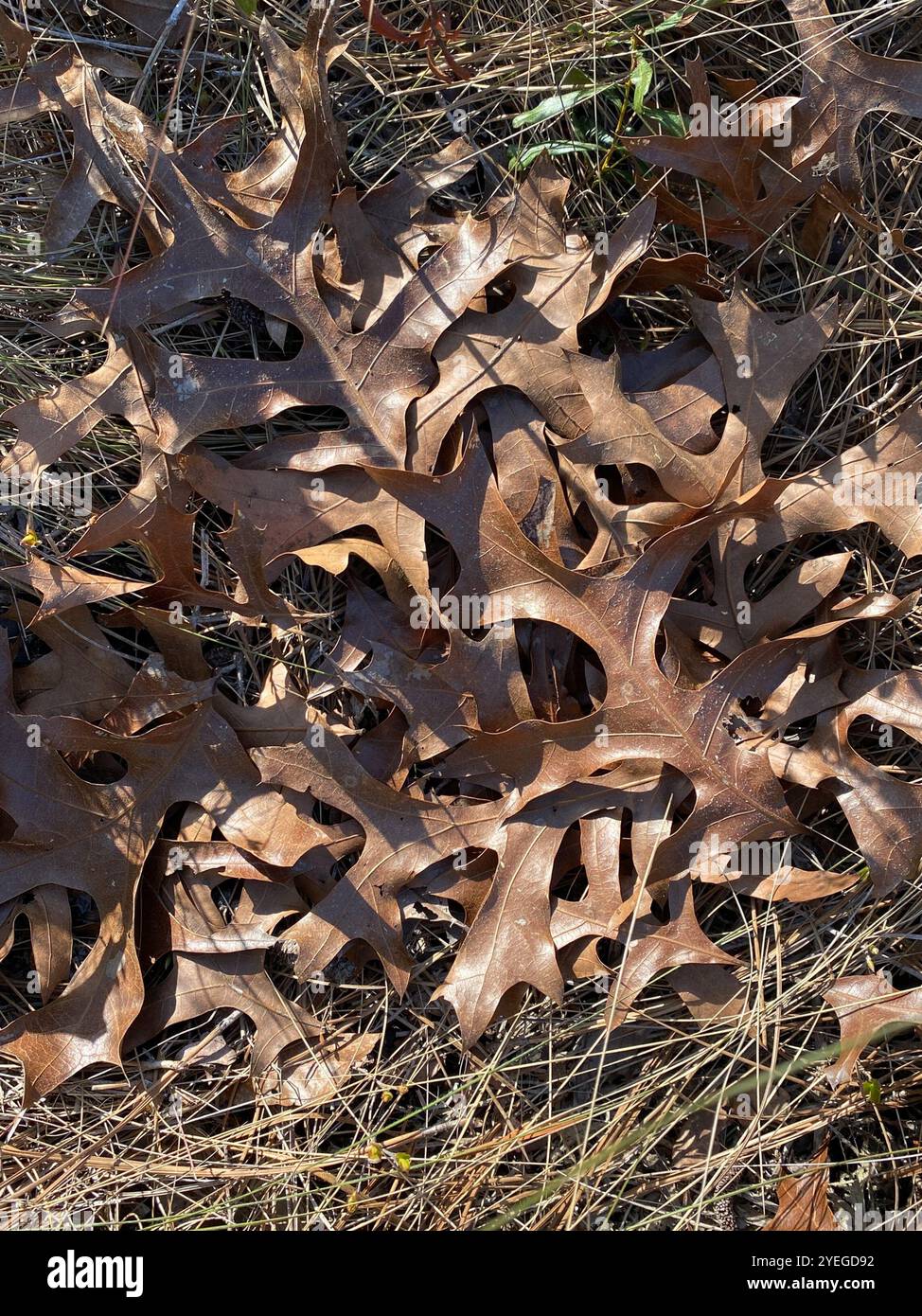 American turkey oak (Quercus laevis Stock Photo - Alamy