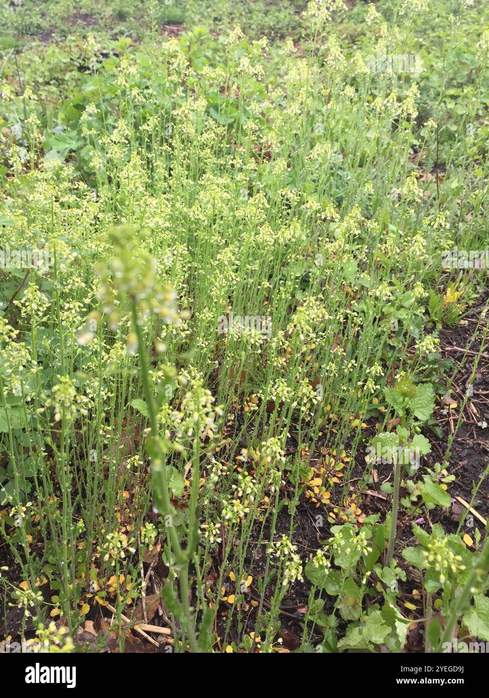 garlic penny-cress (Mummenhoffia alliacea Stock Photo - Alamy