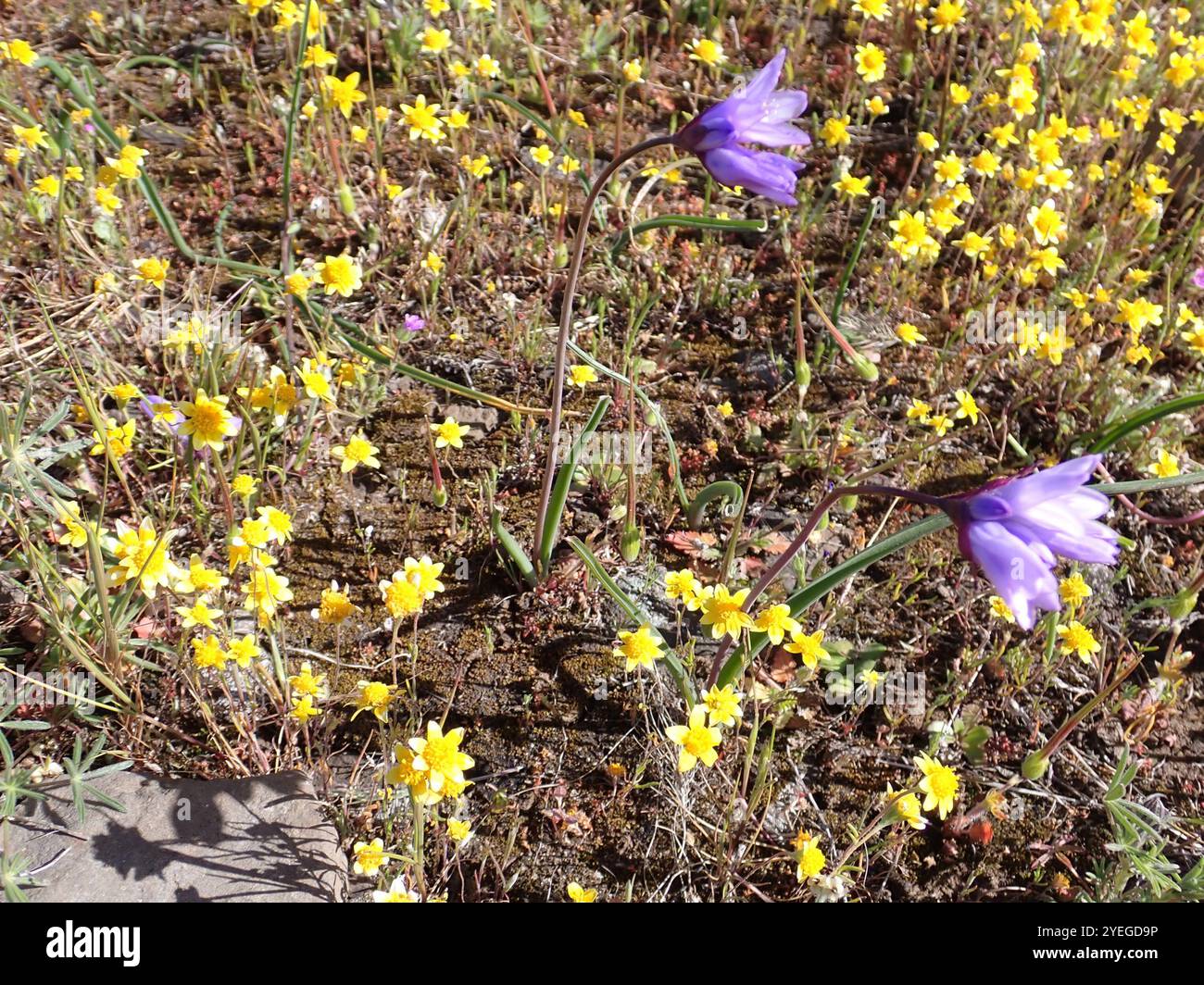 Blue Dicks (Dipterostemon capitatus Stock Photo - Alamy