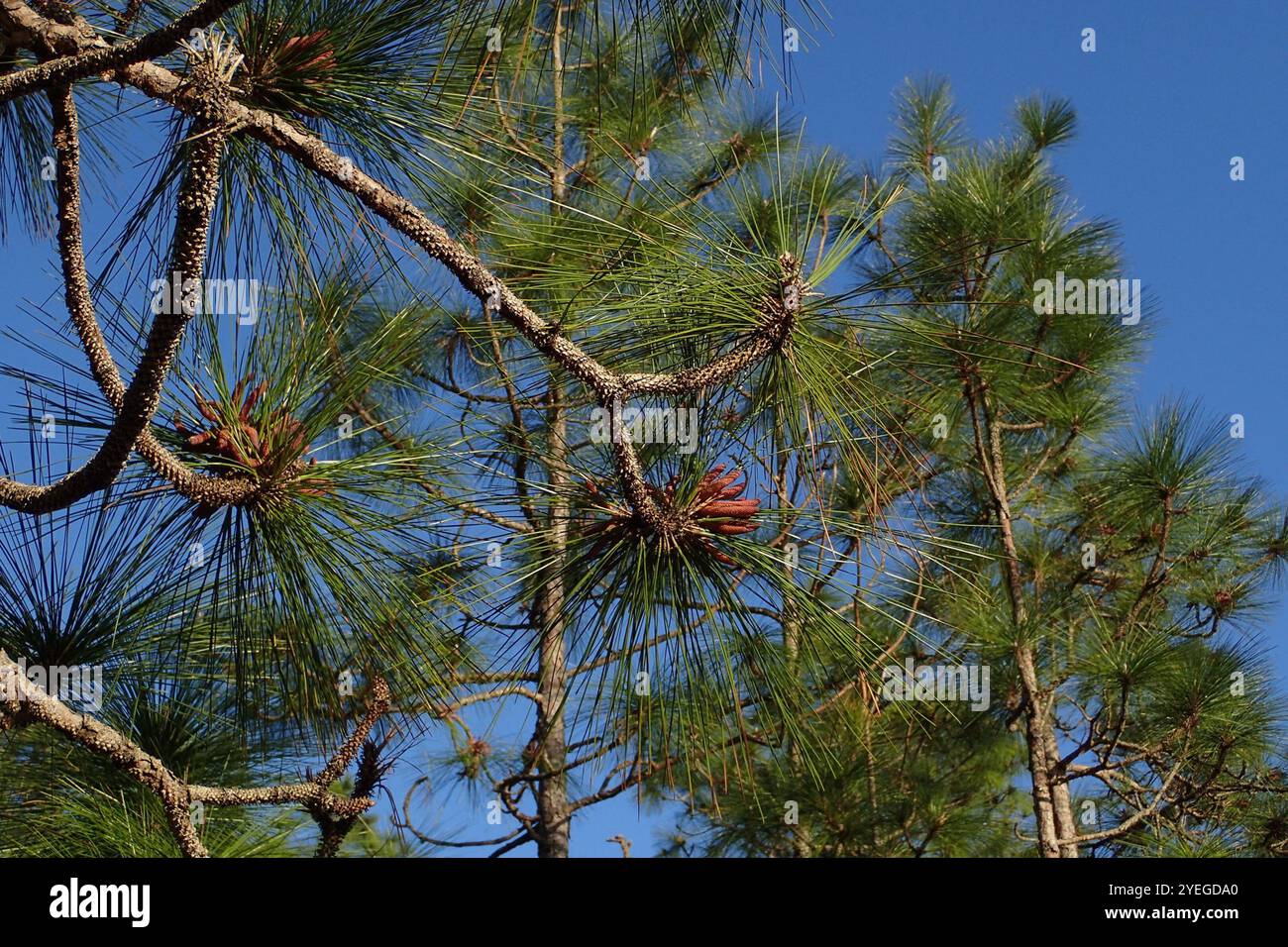 longleaf pine (Pinus palustris Stock Photo - Alamy