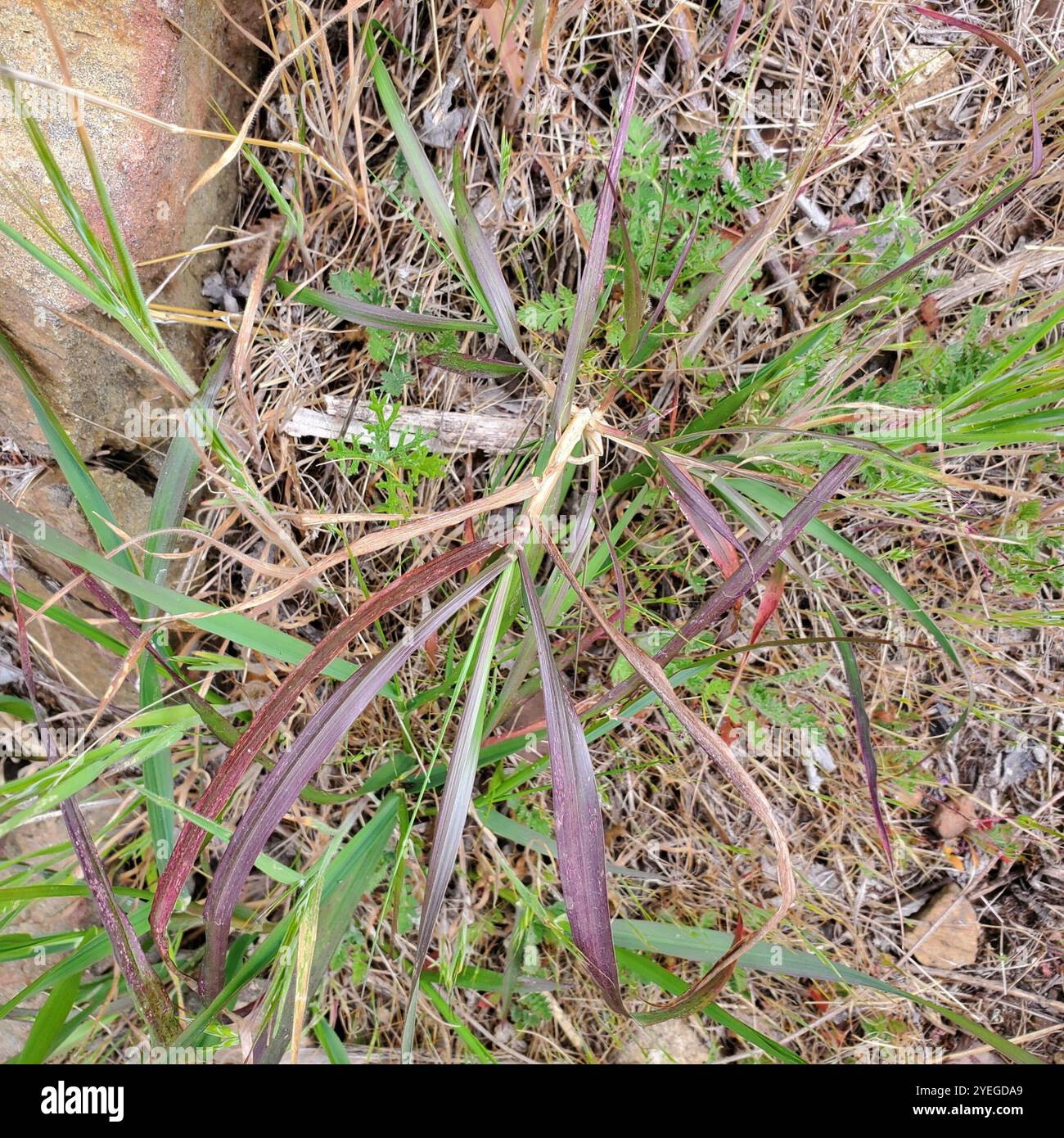 bristlegrasses, bluestems, paspalums, and allies (Panicoideae Stock ...