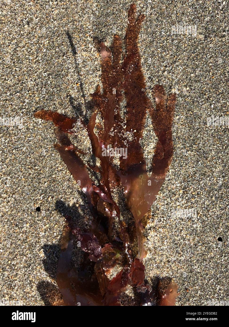 red algae (Rhodophyta Stock Photo - Alamy