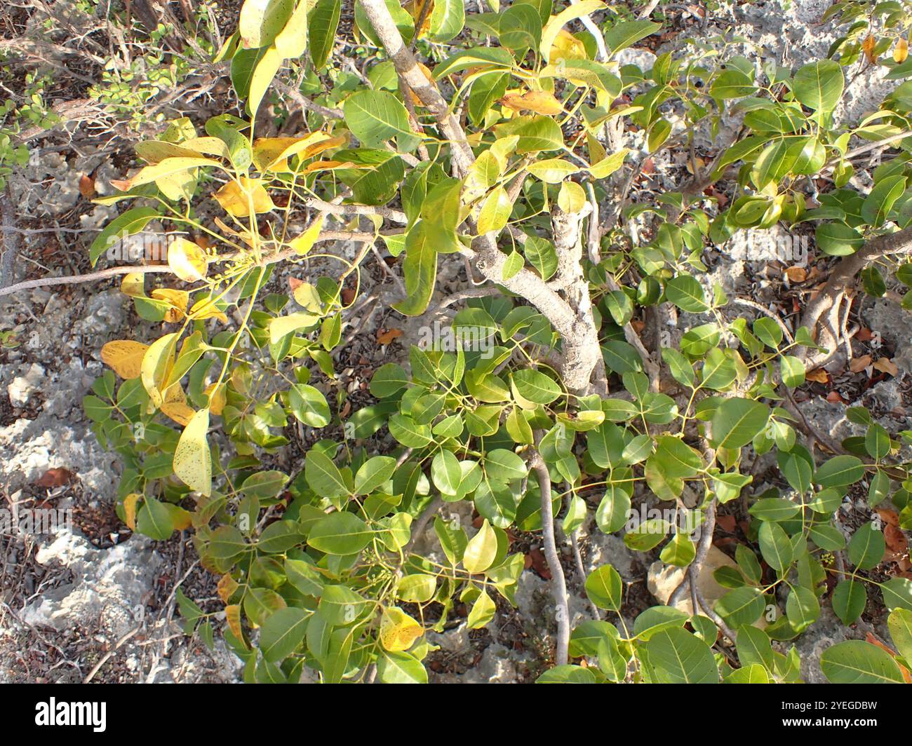 Poisonwood hi-res stock photography and images - Alamy