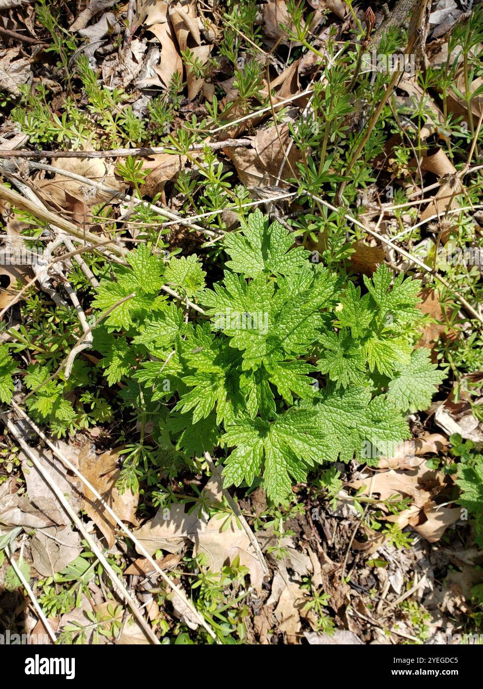 common motherwort (Leonurus cardiaca Stock Photo - Alamy