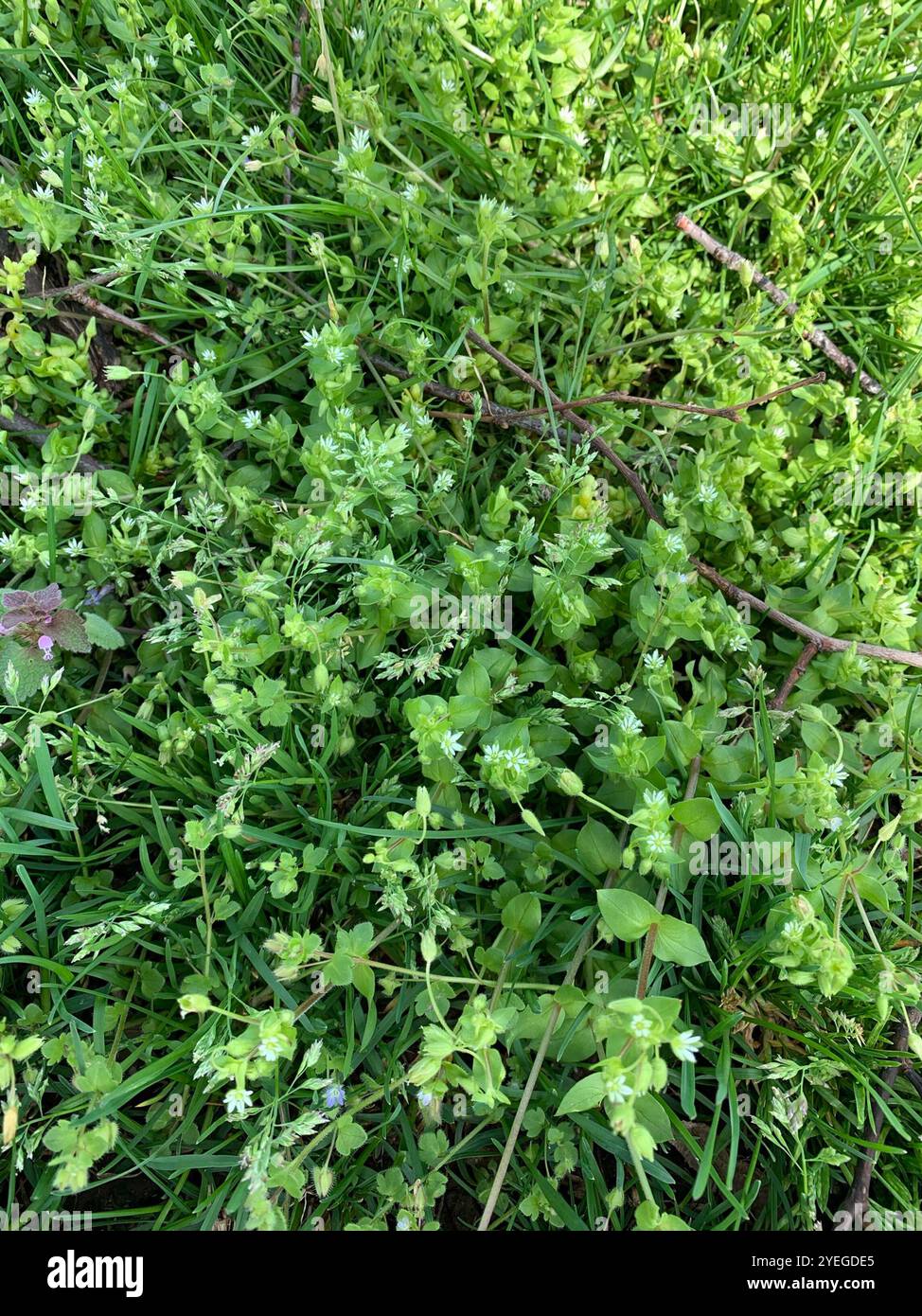 common chickweed (Stellaria media Stock Photo - Alamy
