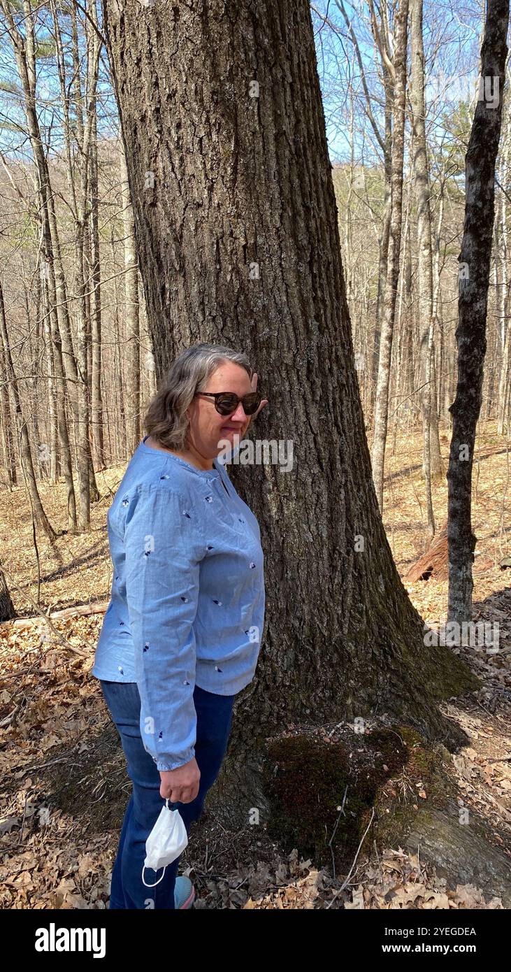 northern red oak (Quercus rubra Stock Photo - Alamy