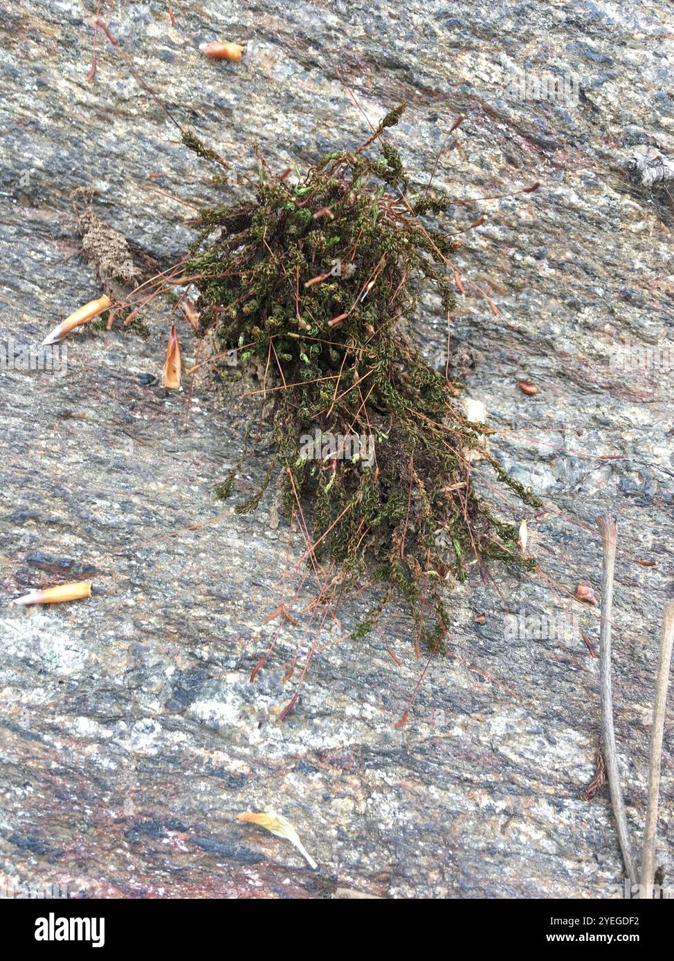 lesser smoothcap (Atrichum angustatum Stock Photo - Alamy