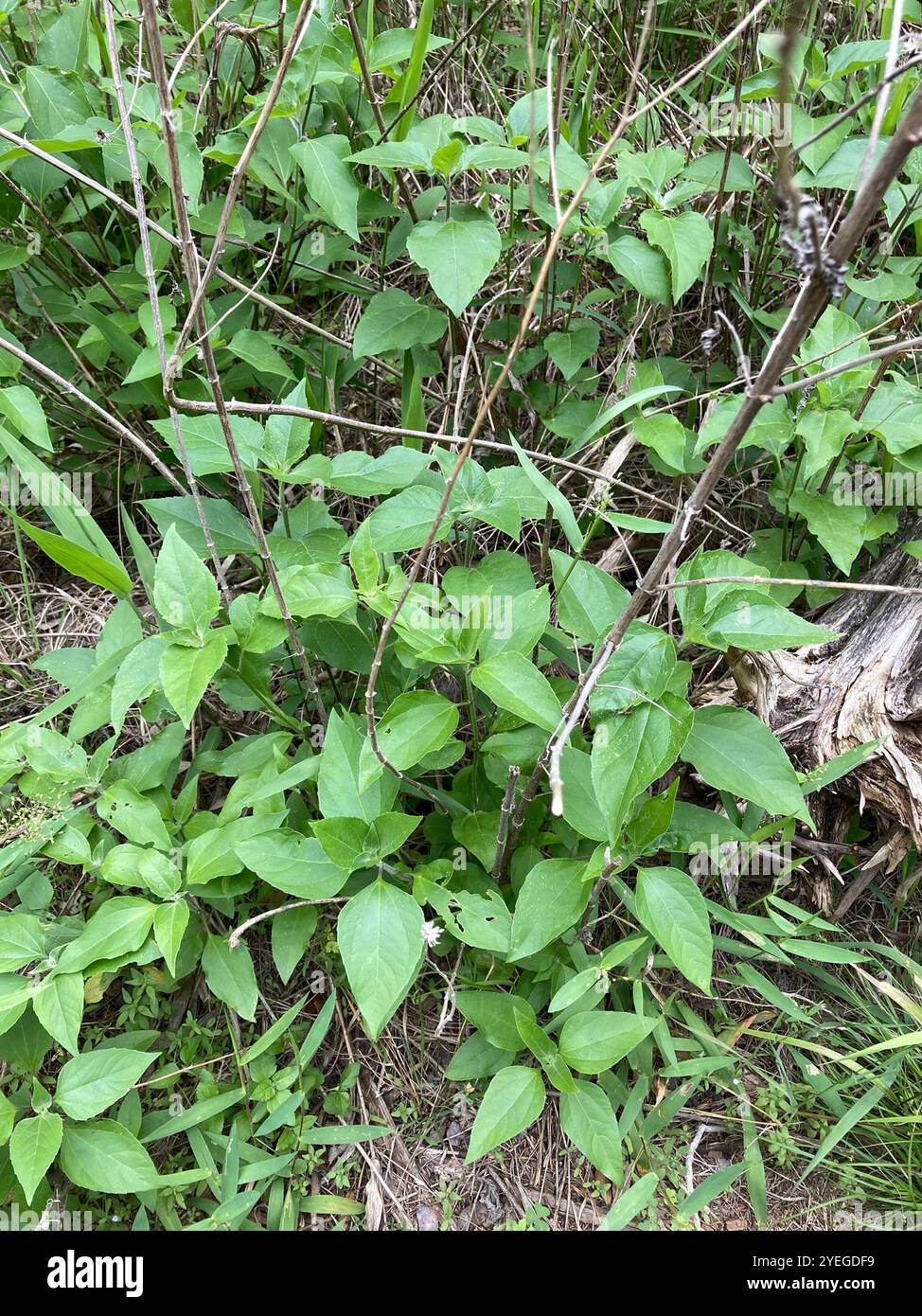 Toothleaf Goldeneye (Viguiera dentata Stock Photo - Alamy