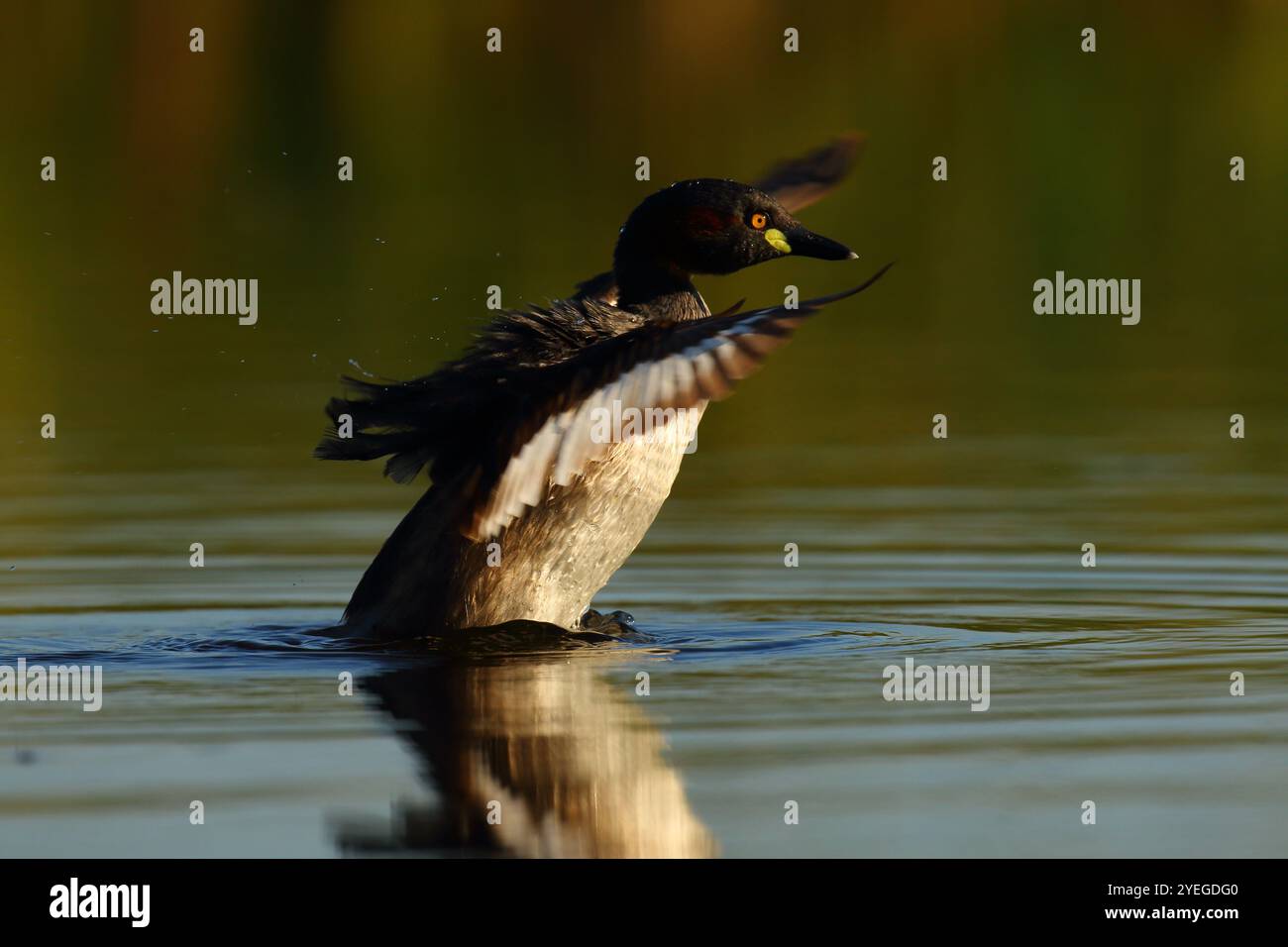 Grebe duck hi-res stock photography and images - Alamy