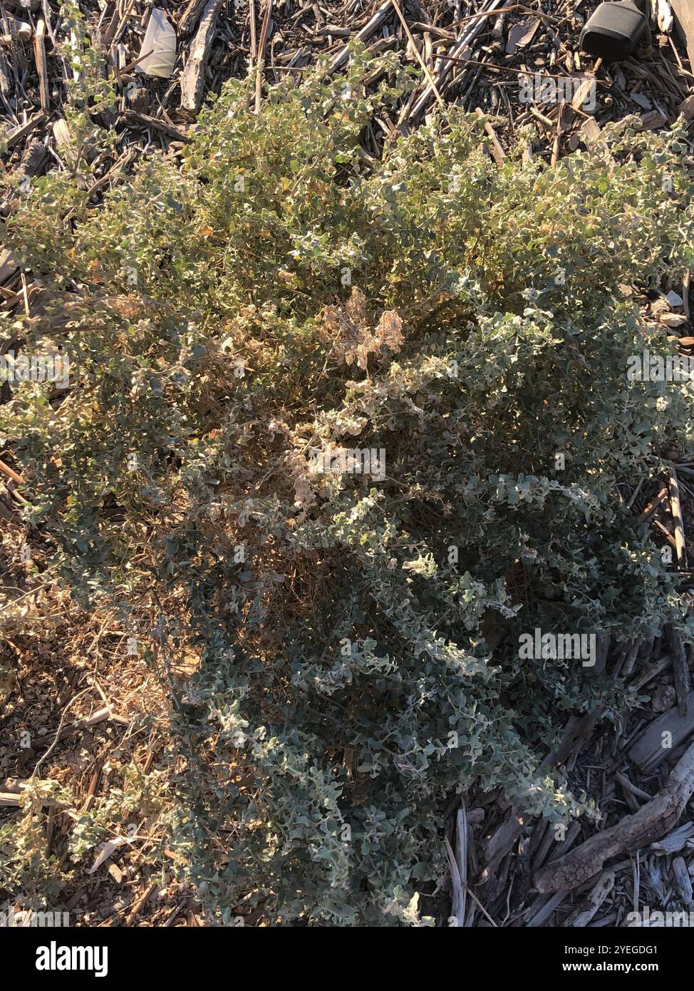 big saltbush (Atriplex lentiformis Stock Photo - Alamy