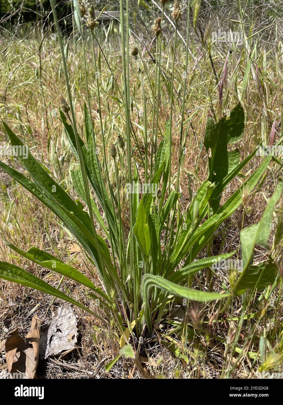 ribwort plantain (Plantago lanceolata Stock Photo - Alamy
