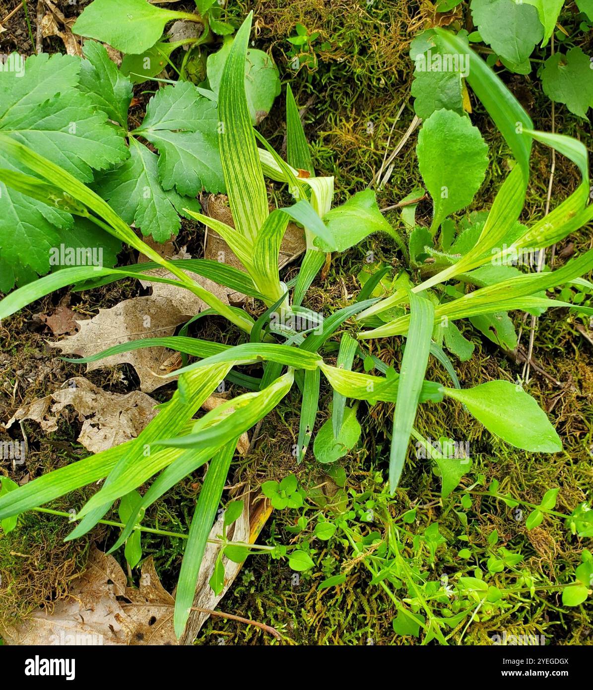 White Bear Sedge (Carex albursina Stock Photo - Alamy