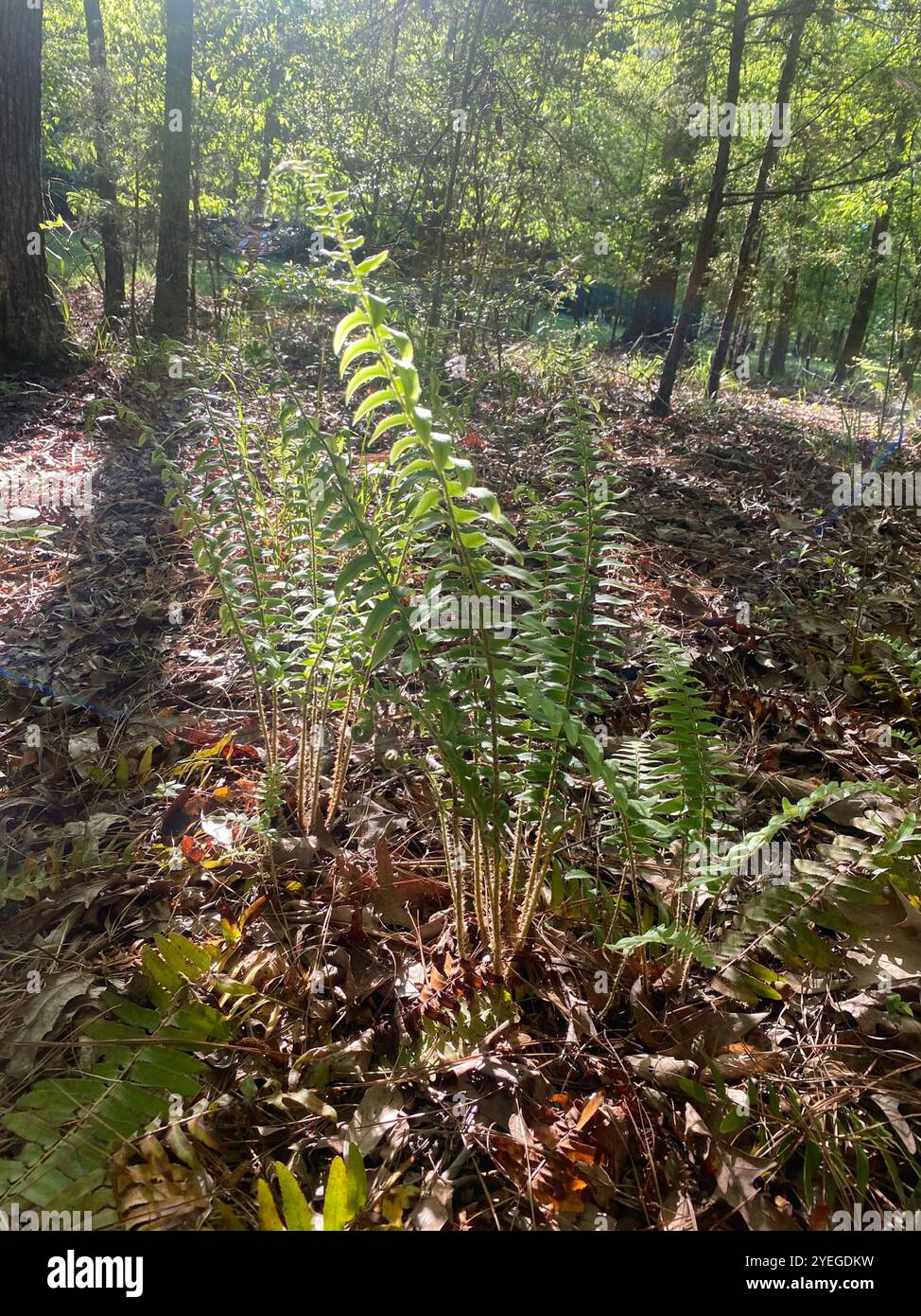 Christmas fern (Polystichum acrostichoides Stock Photo - Alamy