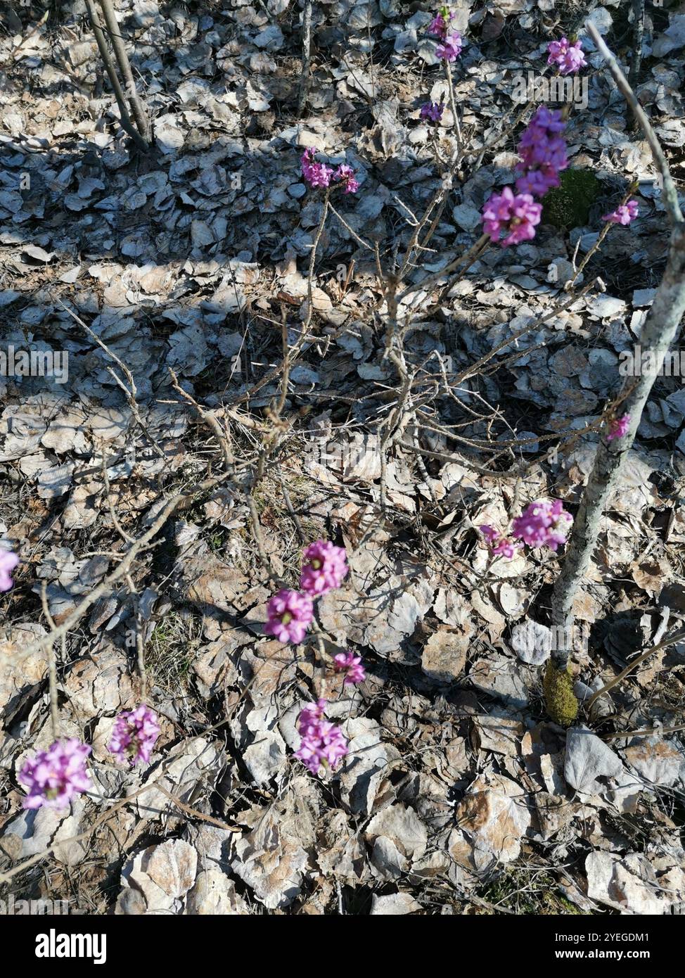 Mezereon (Daphne mezereum Stock Photo - Alamy