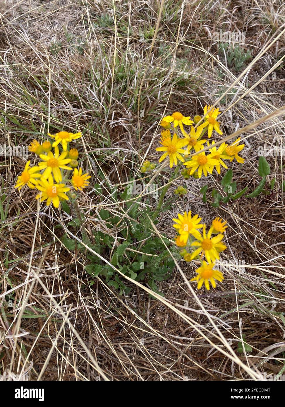 Prairie Groundsel (Packera plattensis Stock Photo - Alamy