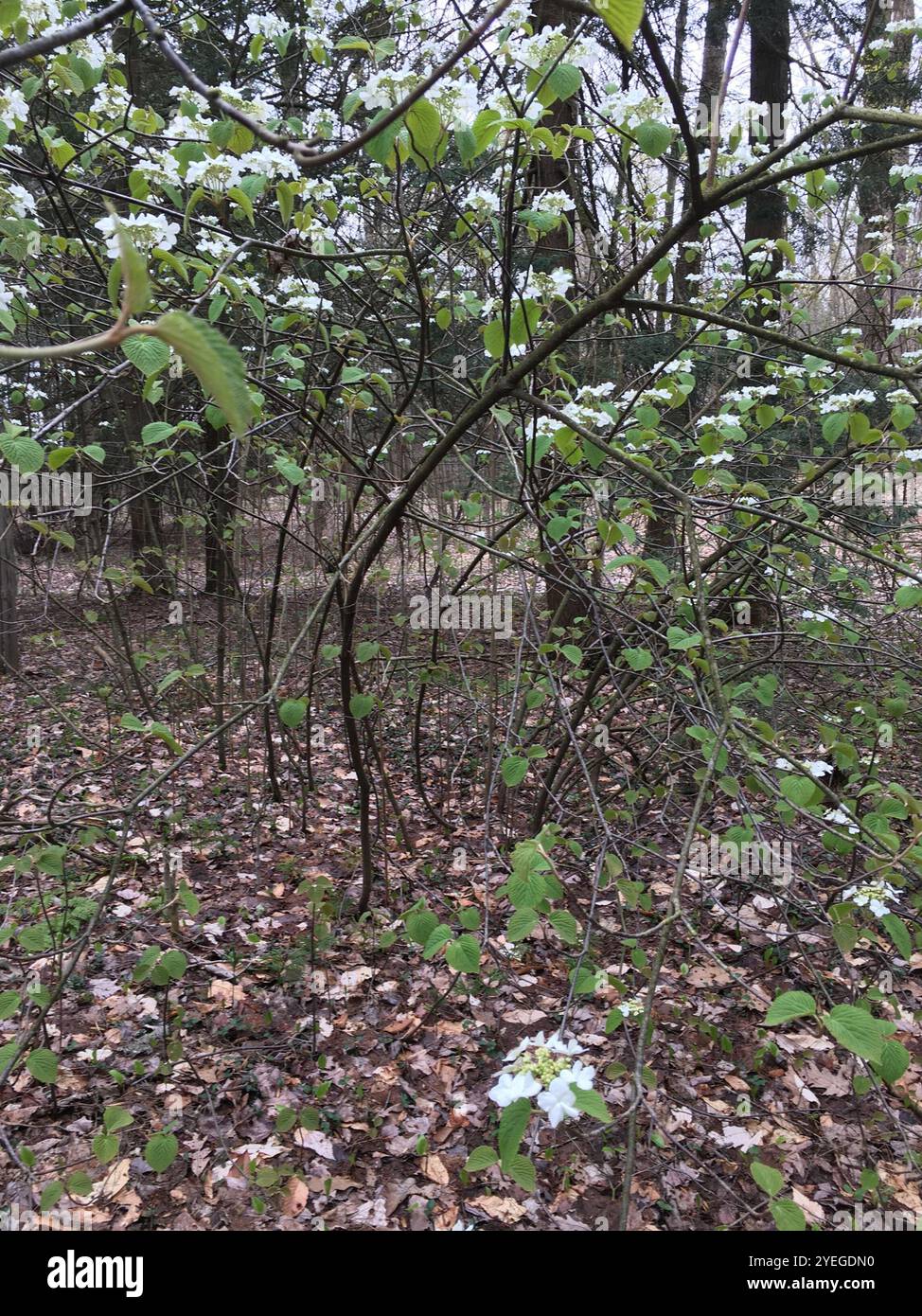 hobblebush (Viburnum lantanoides Stock Photo - Alamy