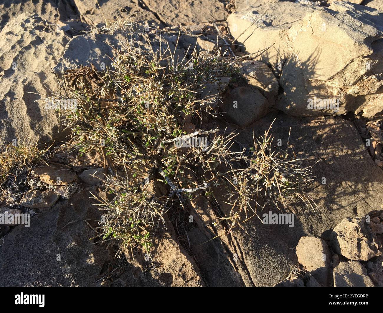 Spiny Greasebush (Glossopetalon spinescens Stock Photo - Alamy