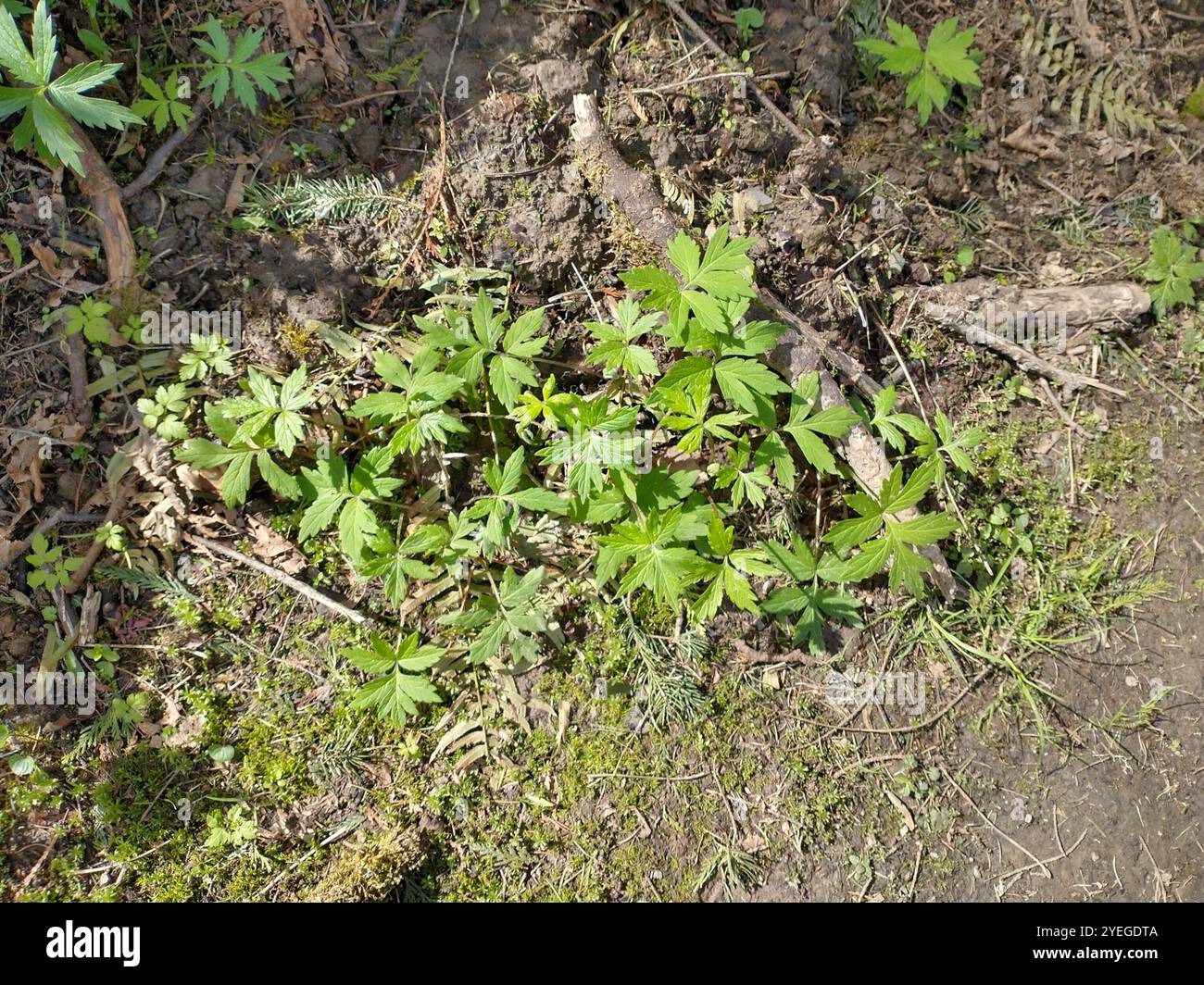 Hydrophyllum tenuipes hi-res stock photography and images - Alamy