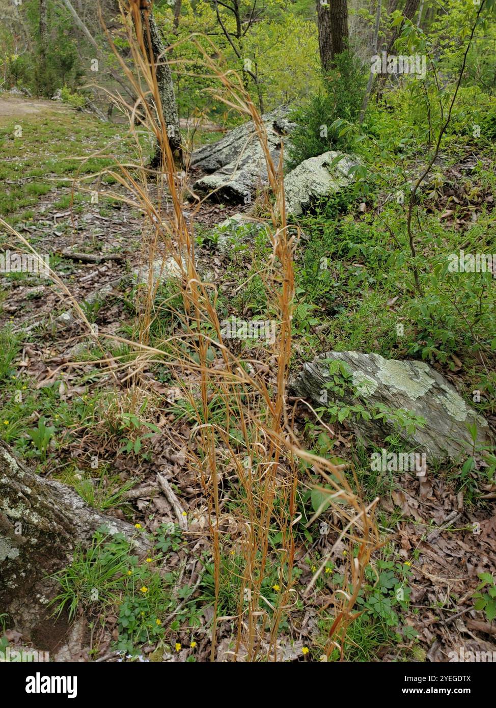 bluestems, lemon grasses, silvergrasses, and allies (Andropogoneae ...