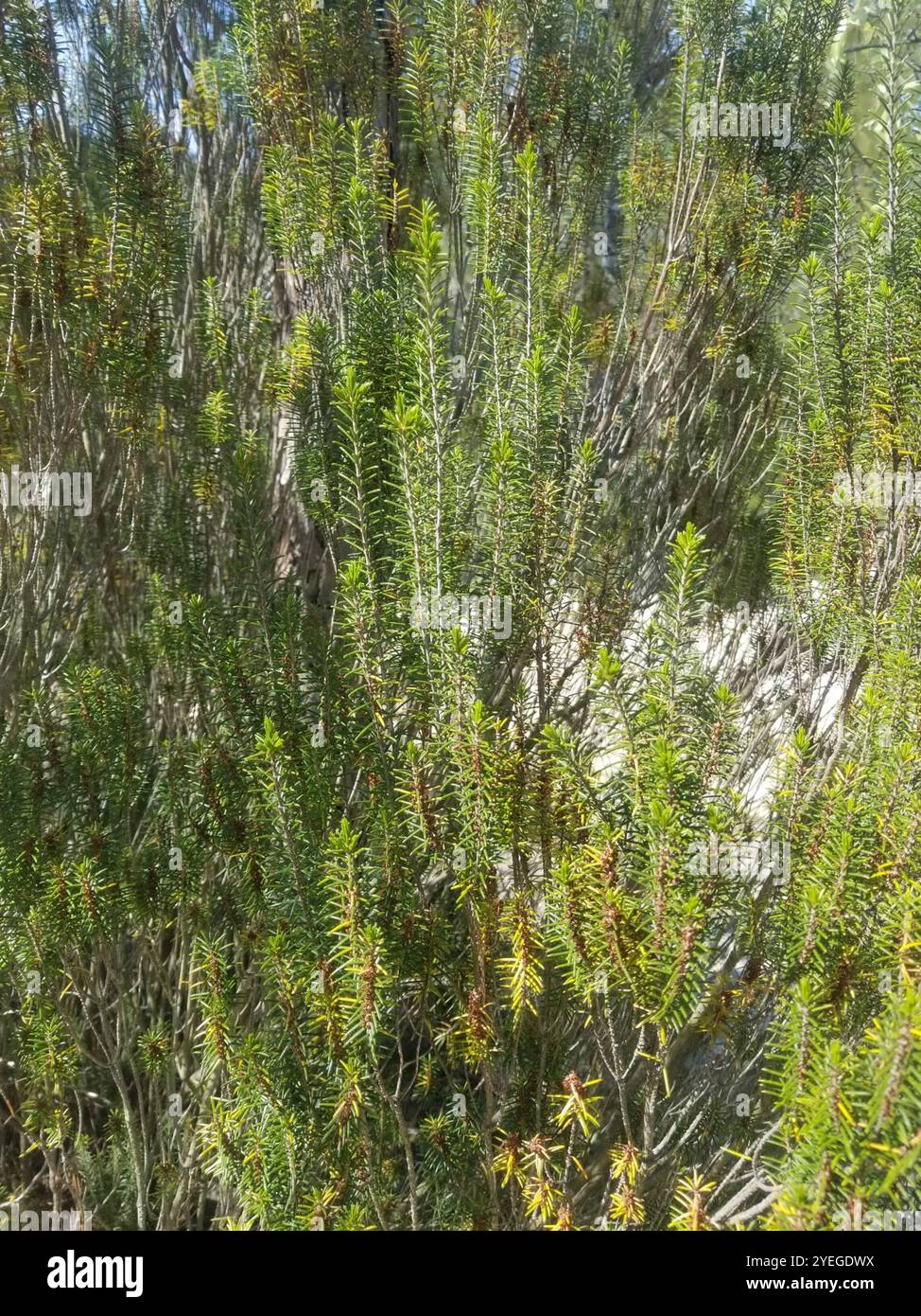 Florida rosemary (Ceratiola ericoides Stock Photo - Alamy