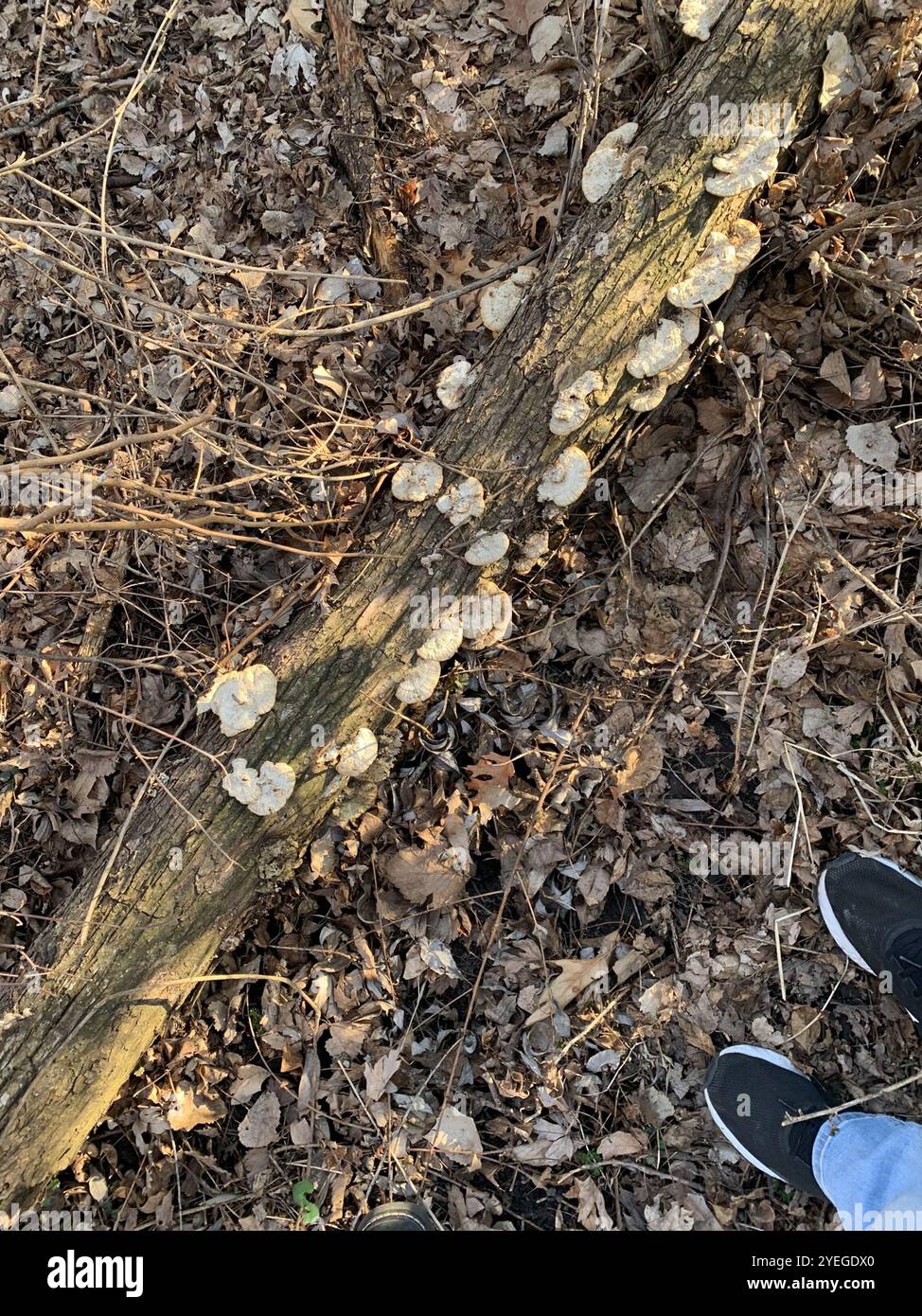 bracket fungi (Polyporaceae Stock Photo - Alamy