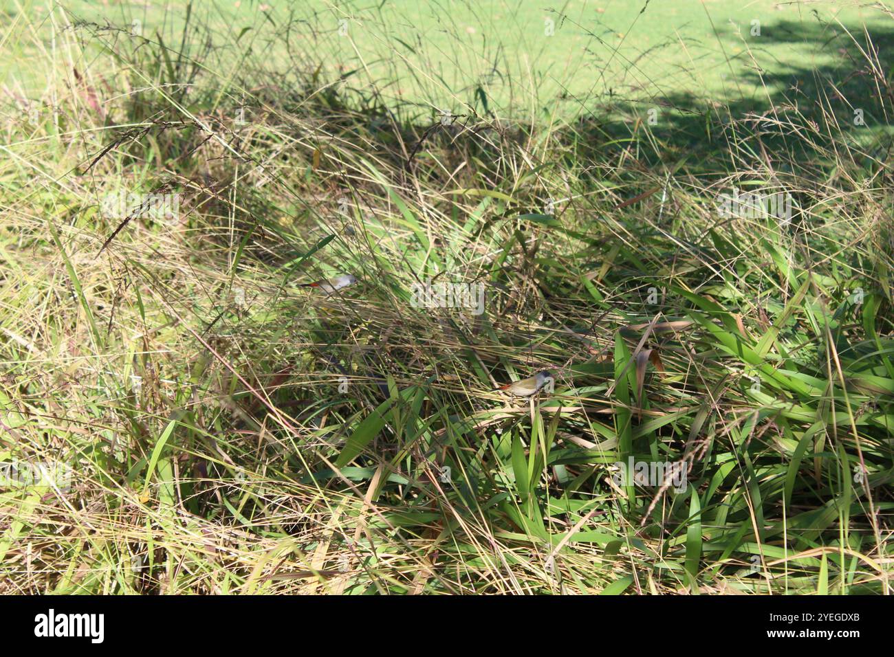 Coccopygia melanotis hi-res stock photography and images - Alamy