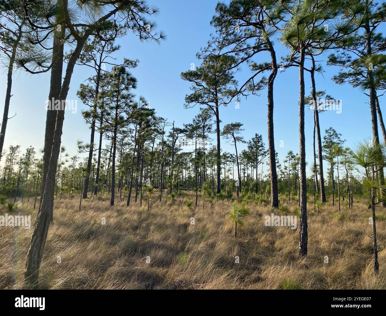 longleaf pine (Pinus palustris Stock Photo - Alamy