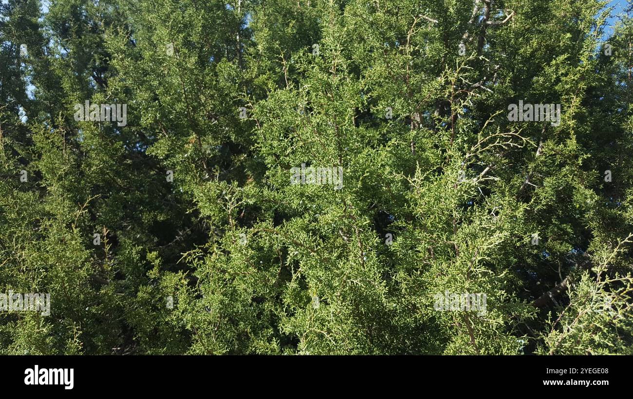 California juniper (Juniperus californica Stock Photo - Alamy