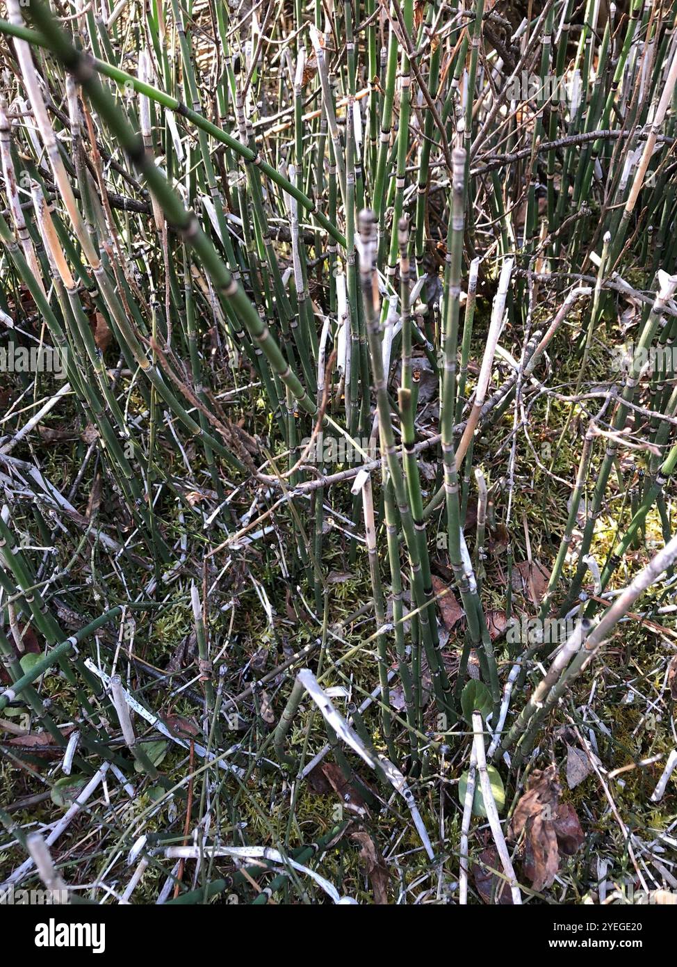 rough horsetail (Equisetum hyemale Stock Photo - Alamy