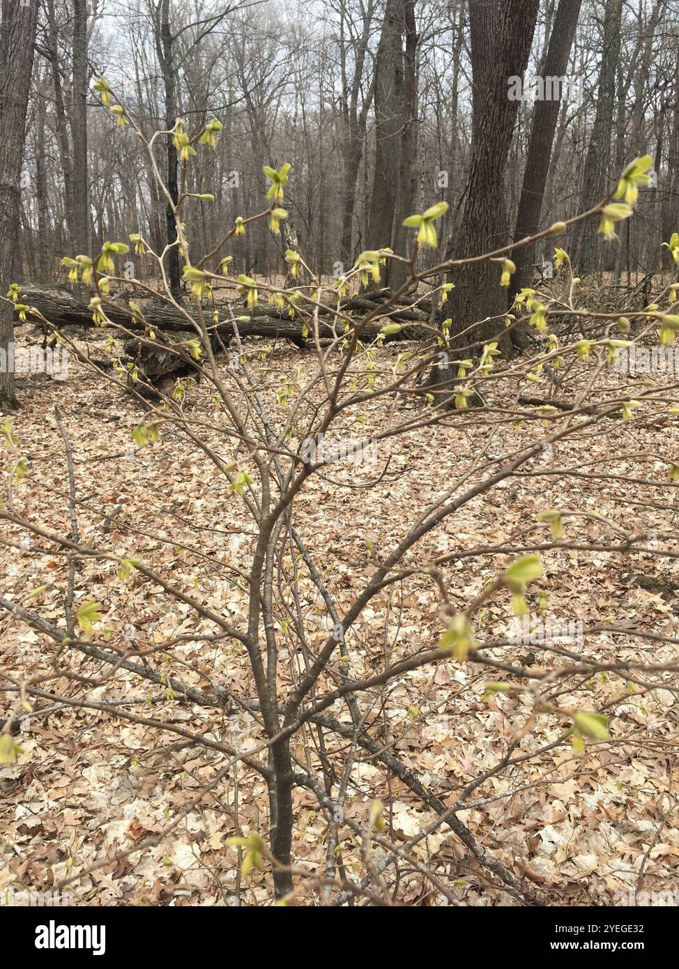 eastern leatherwood (Dirca palustris Stock Photo - Alamy