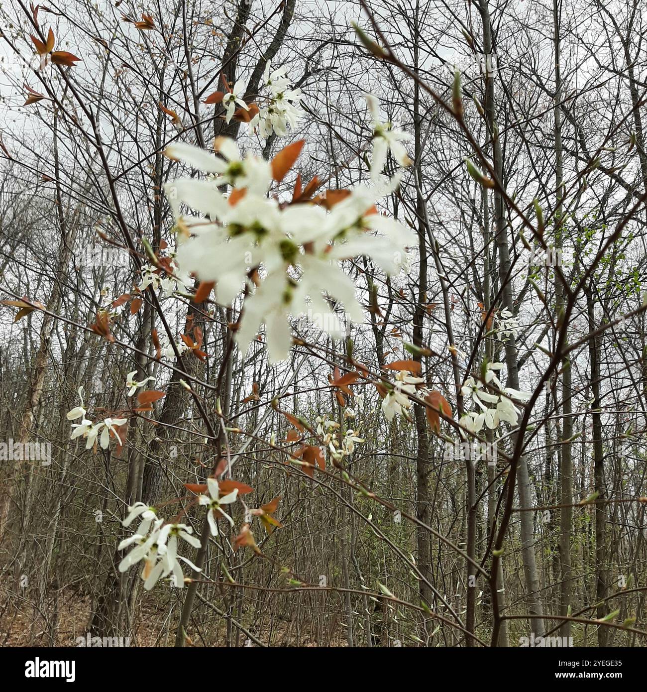 common serviceberry (Amelanchier arborea Stock Photo - Alamy