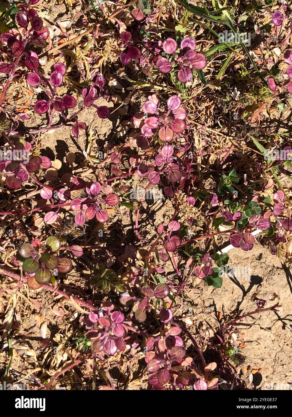 Shining Pepperweed (Lepidium nitidum Stock Photo - Alamy