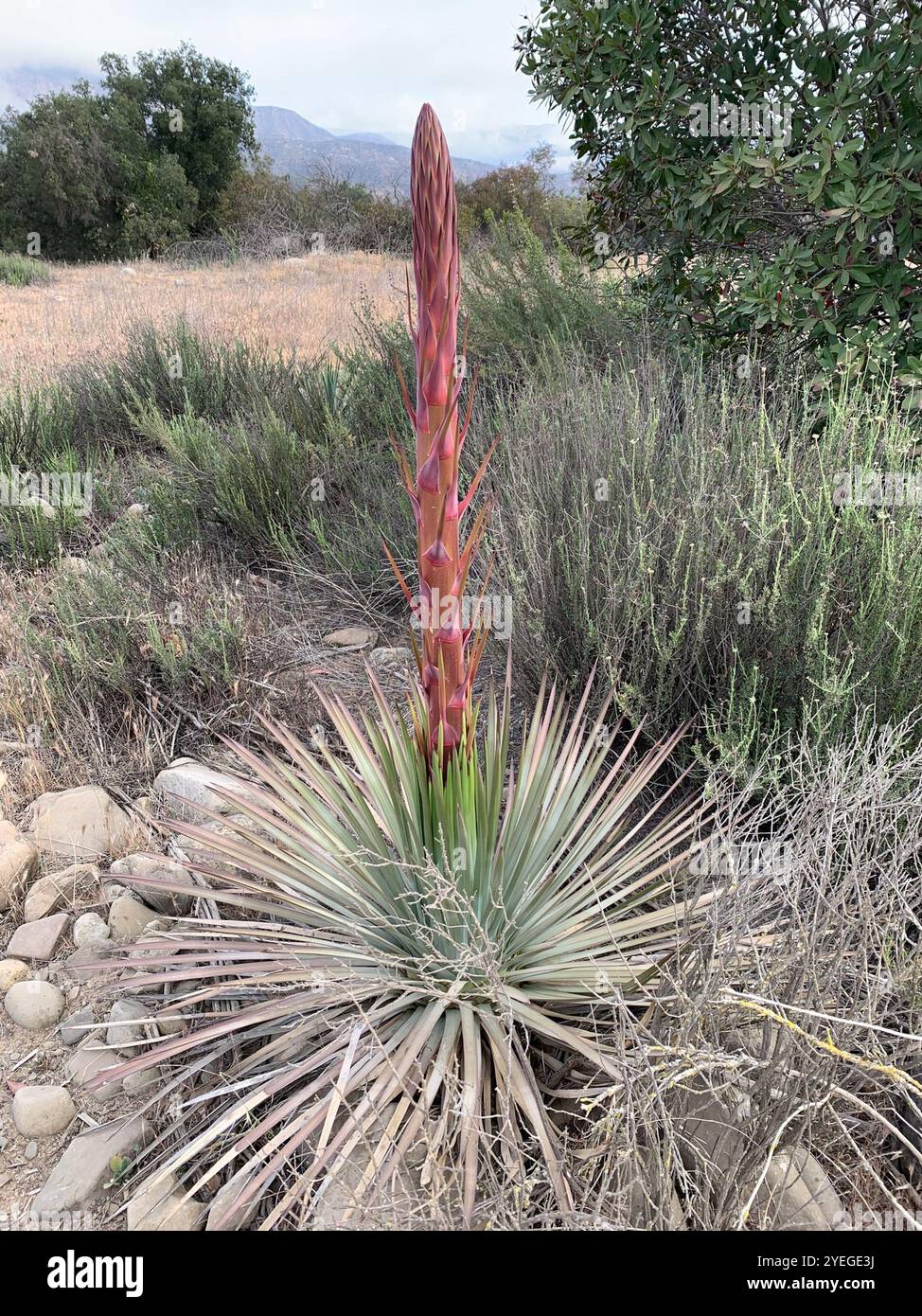 chaparral yucca (Hesperoyucca whipplei Stock Photo - Alamy