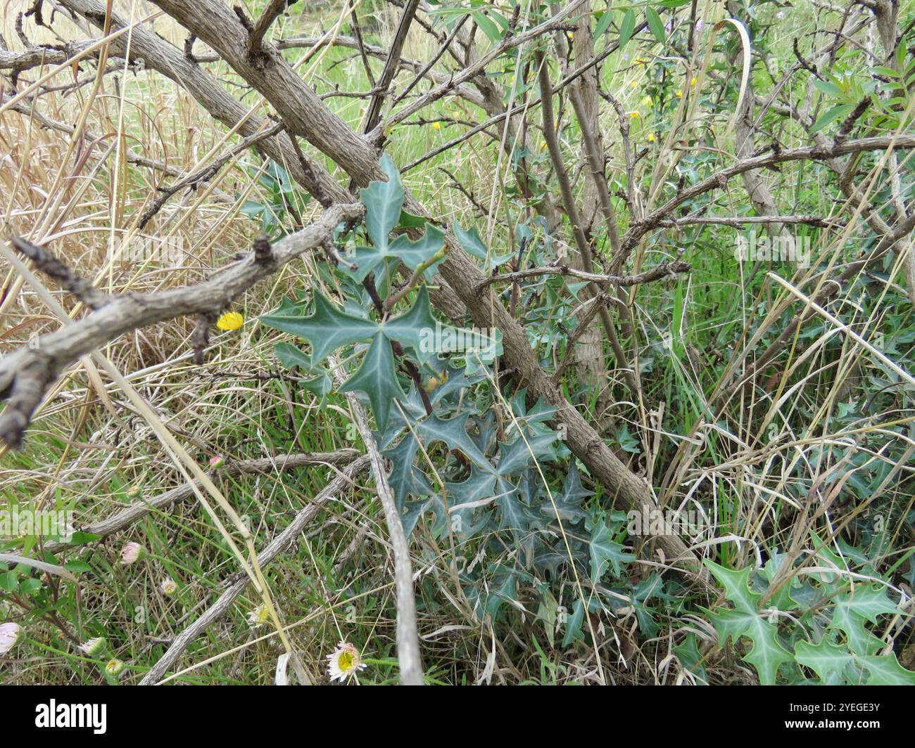 Agarita (Berberis trifoliolata Stock Photo - Alamy