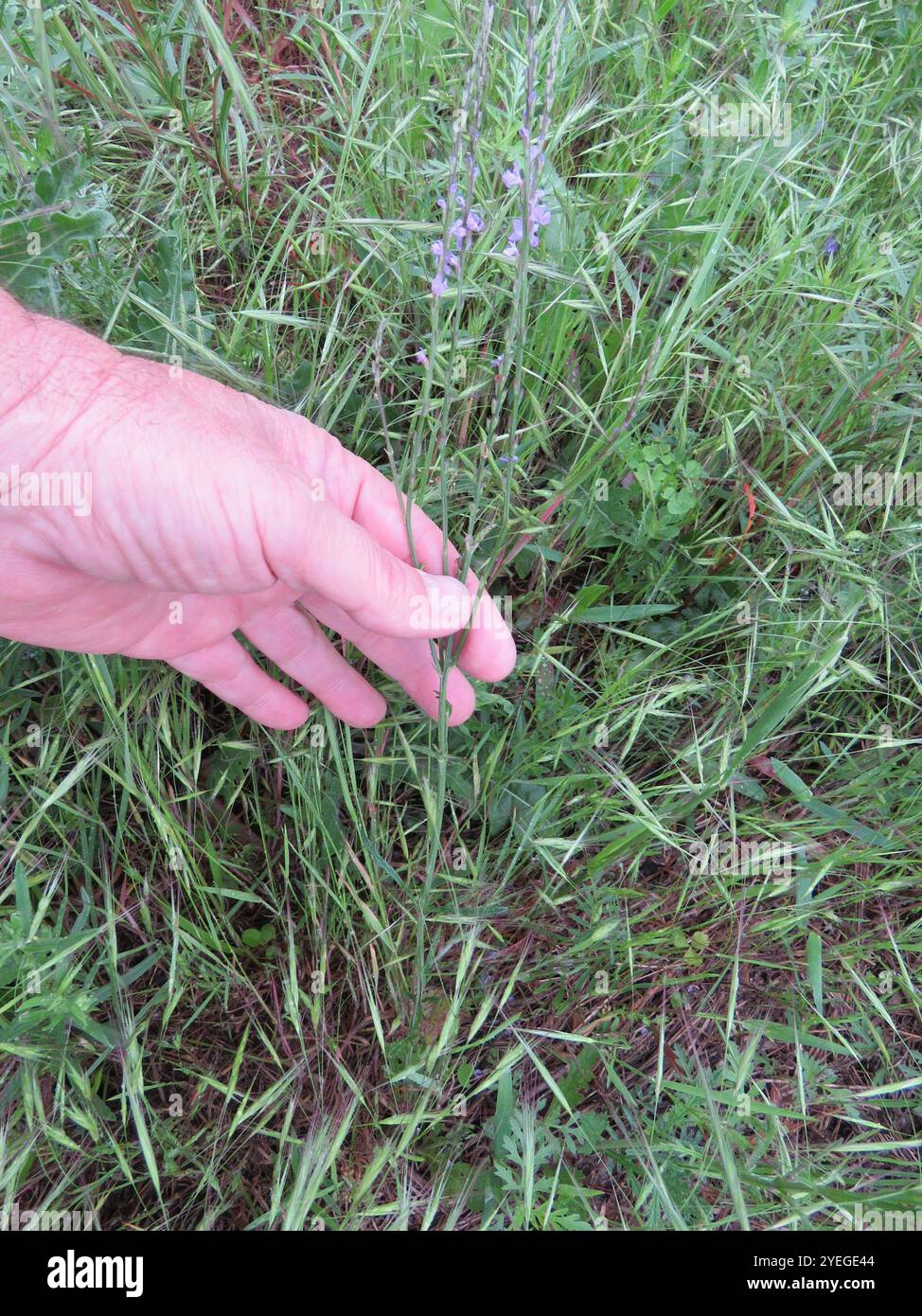 Texas vervain hi-res stock photography and images - Alamy