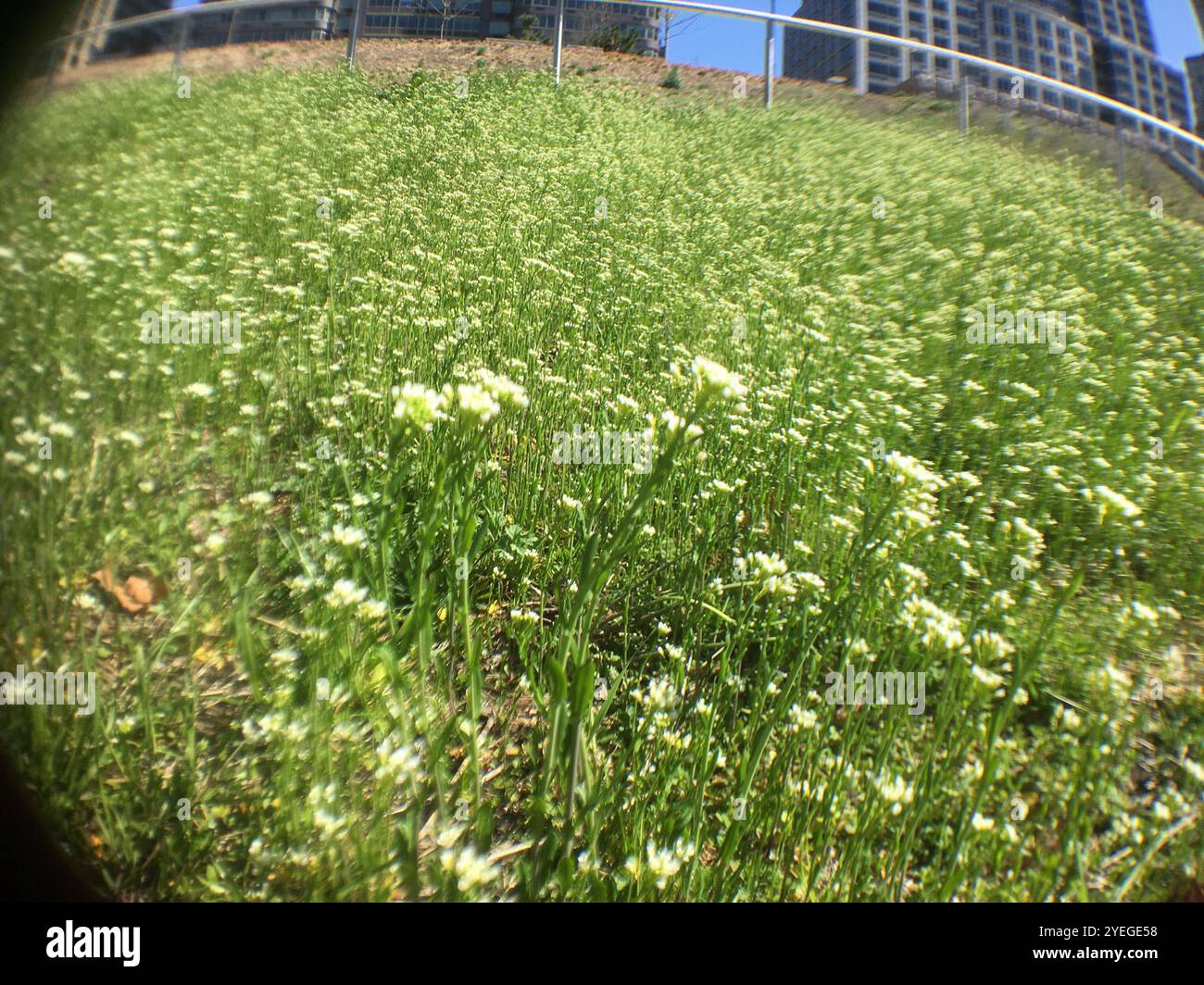 garlic penny-cress (Mummenhoffia alliacea Stock Photo - Alamy