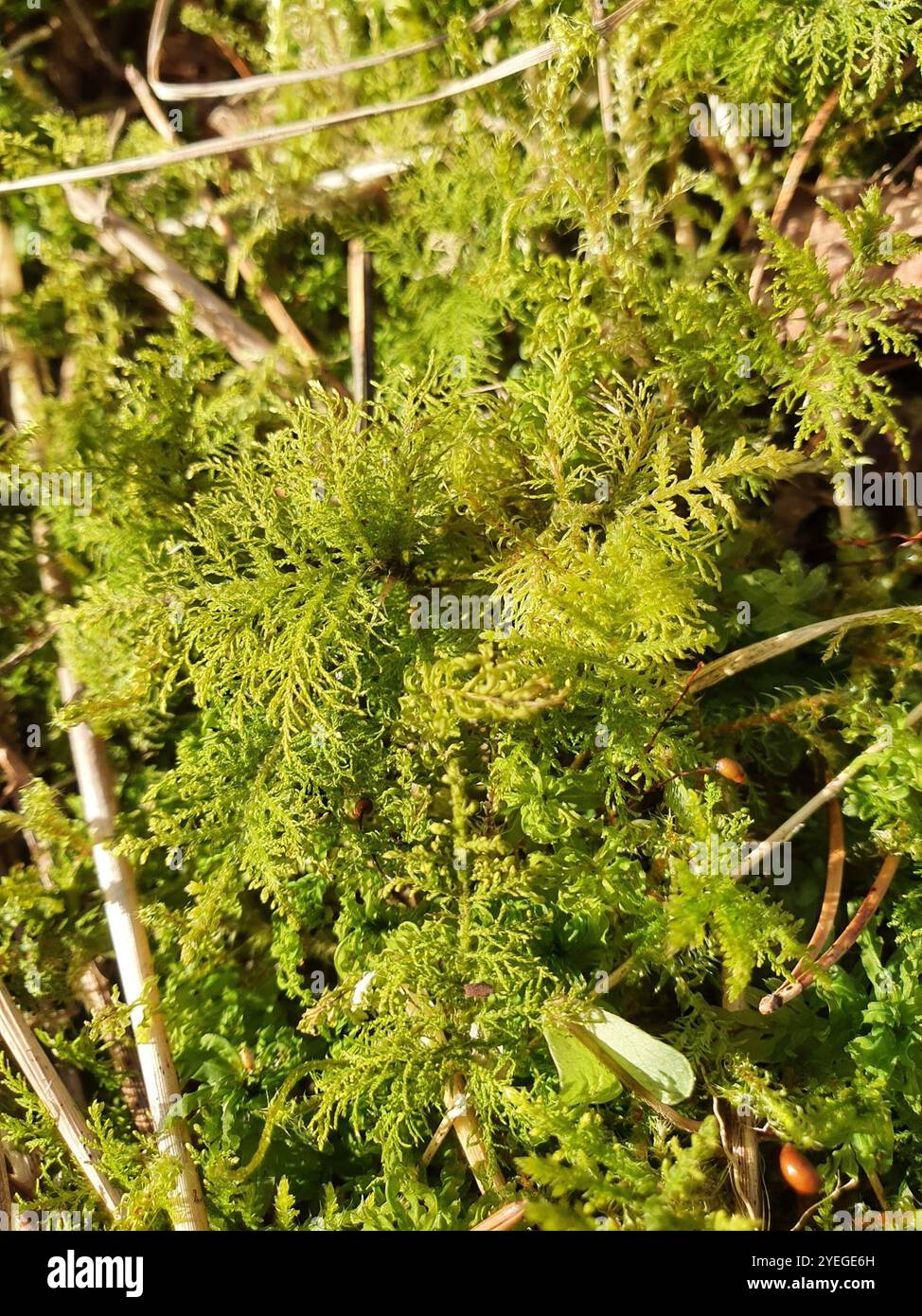 Common Tamarisk-moss (Thuidium tamariscinum Stock Photo - Alamy