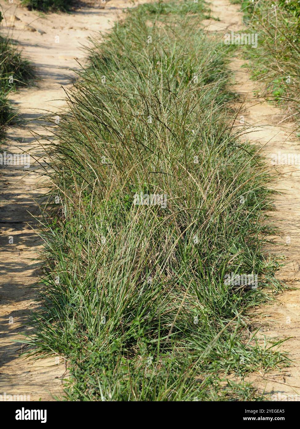 smut grass (Sporobolus indicus Stock Photo - Alamy