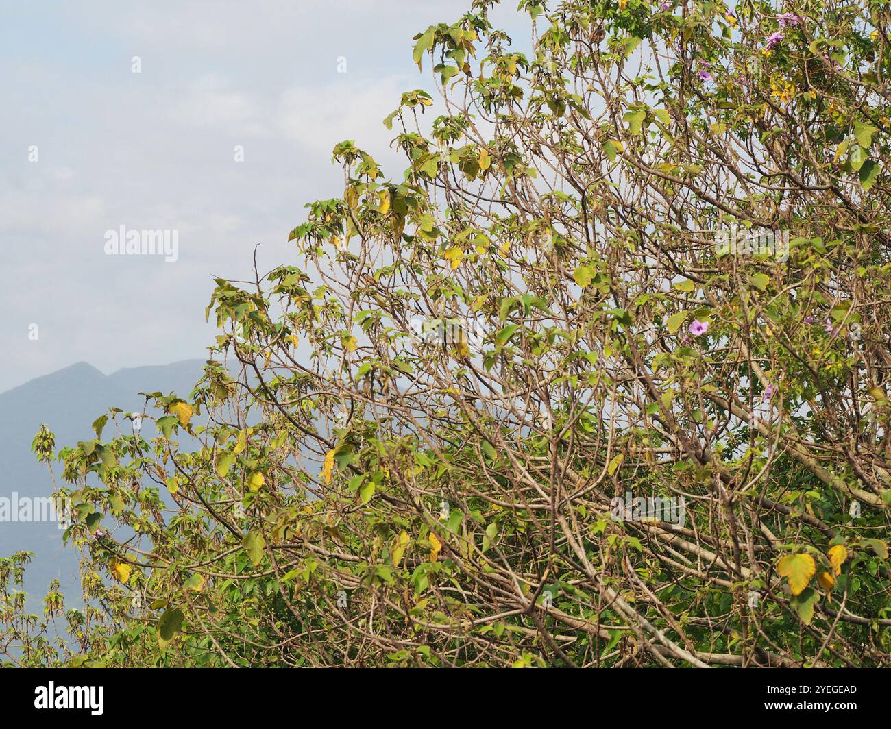 Paper mulberry (Broussonetia papyrifera Stock Photo - Alamy