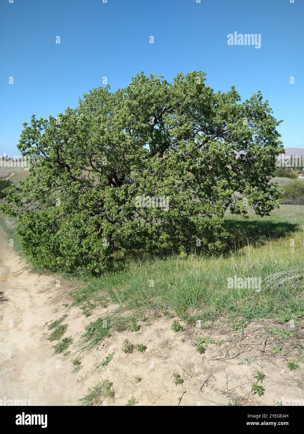 valley oak (Quercus lobata Stock Photo - Alamy