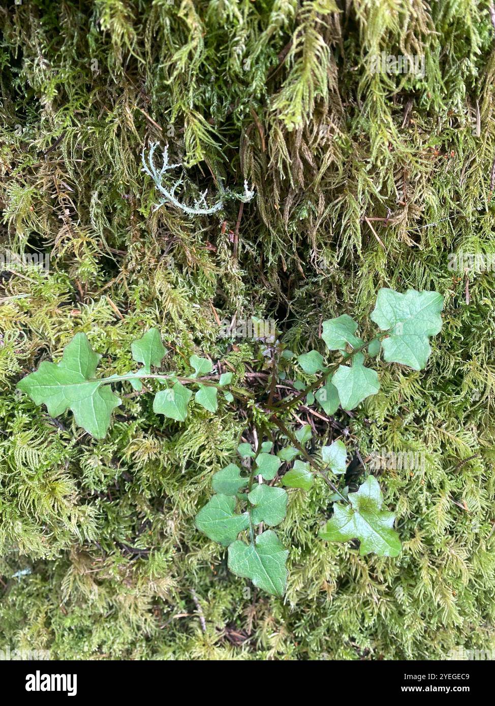 Wall Lettuce (Mycelis muralis Stock Photo - Alamy