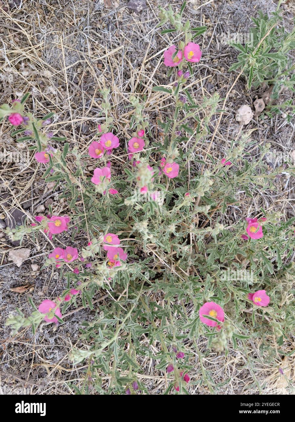narrowleaf globemallow (Sphaeralcea angustifolia Stock Photo - Alamy