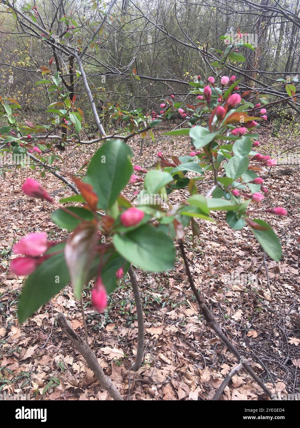 Hupeh Crabapple (Malus hupehensis Stock Photo - Alamy