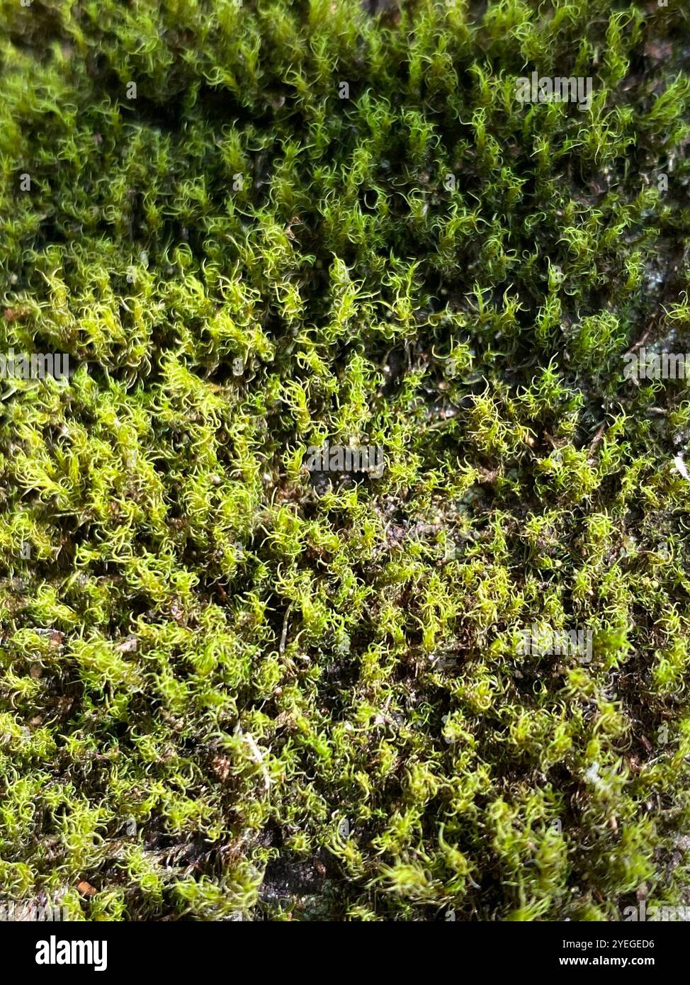 Common Apple-moss (Bartramia pomiformis Stock Photo - Alamy
